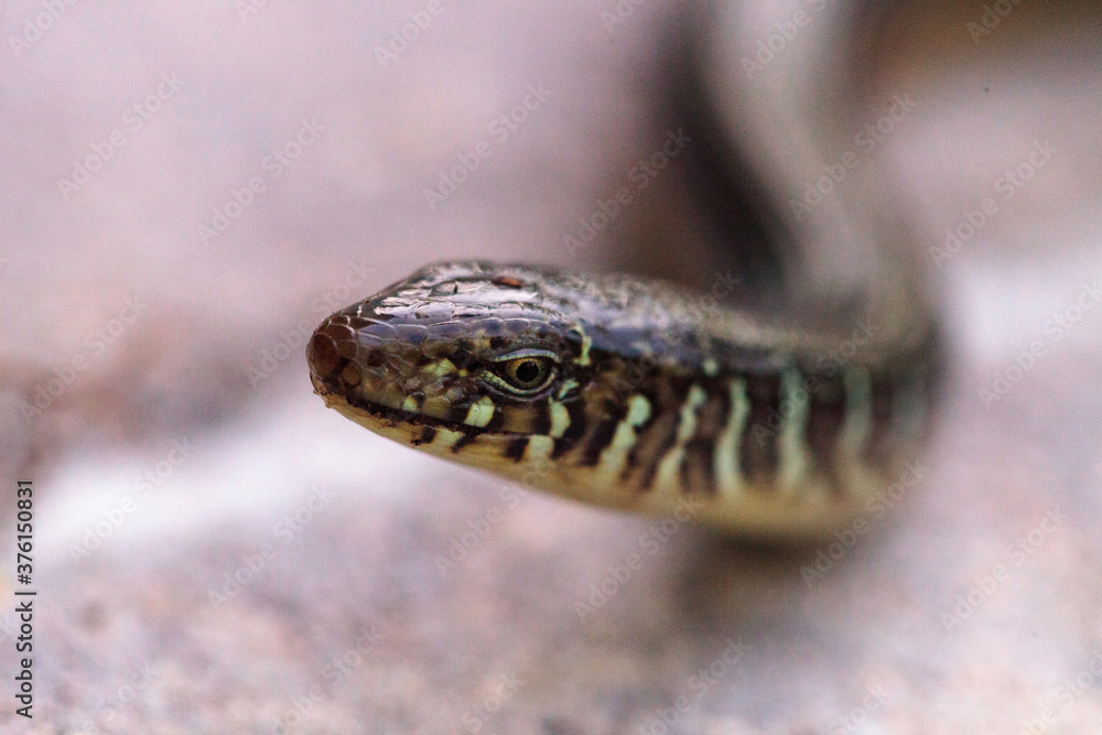 Island glass lizard Ophisaurus compressus is a legless lizard ภาพถ่าย ...