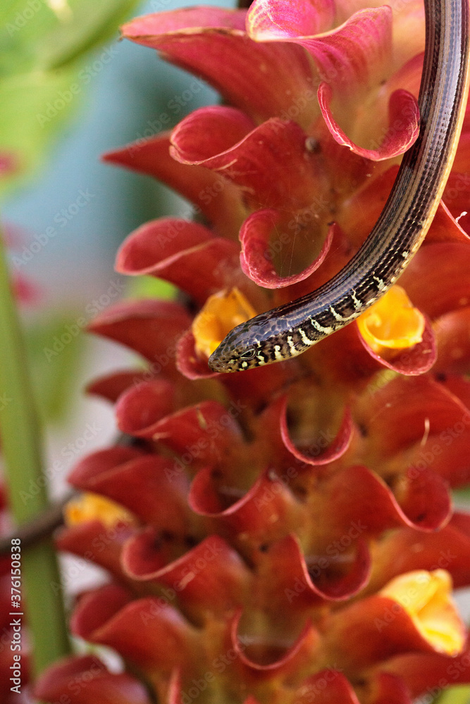 Island glass lizard Ophisaurus compressus is a legless lizard ภาพถ่าย ...