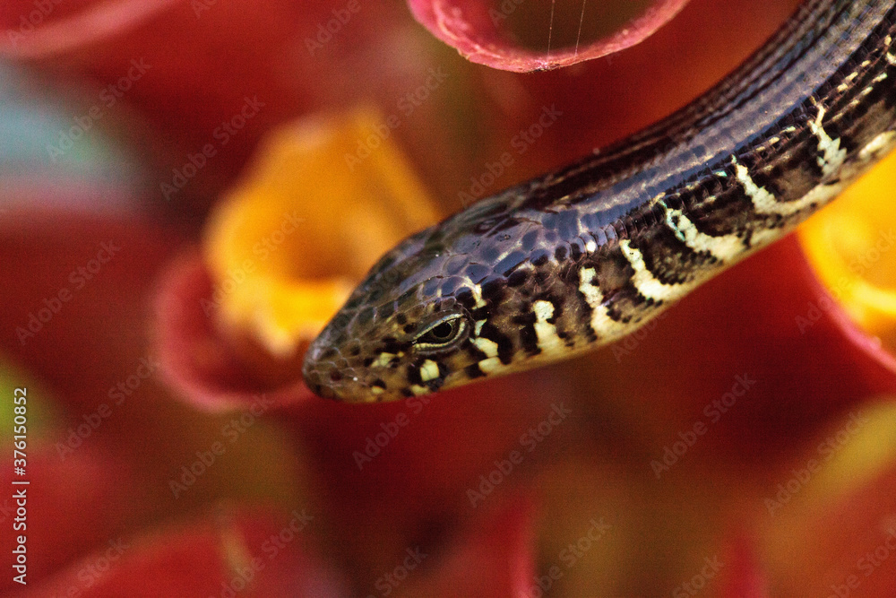 Island glass lizard Ophisaurus compressus is a legless lizard Stock ...