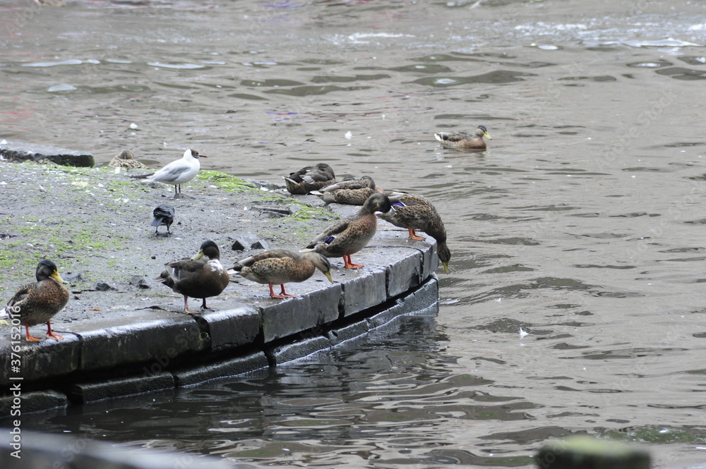 Palomas tomando agua en canales de Brujas Bélgica Stock Photo | Adobe Stock