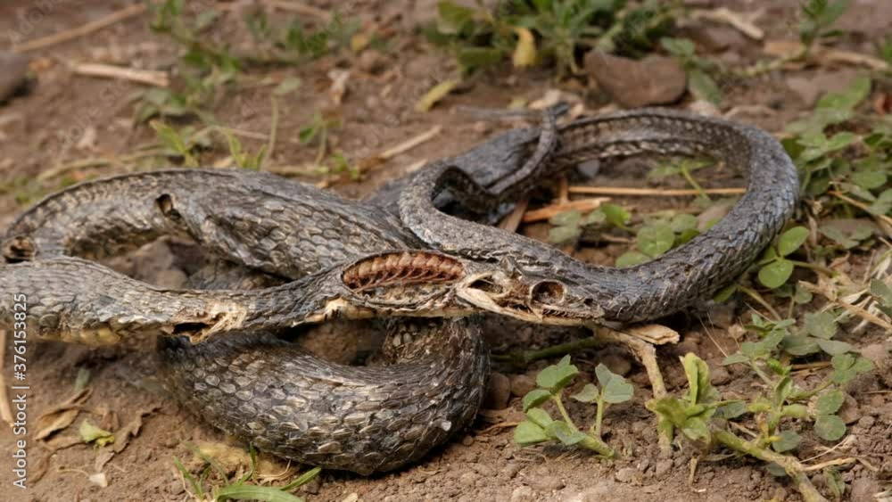 dead snake in the woods dead animal in the nature close of the snake ...