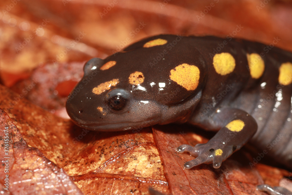 Close-up of the head of an adult spotted salamander (Ambystoma ...
