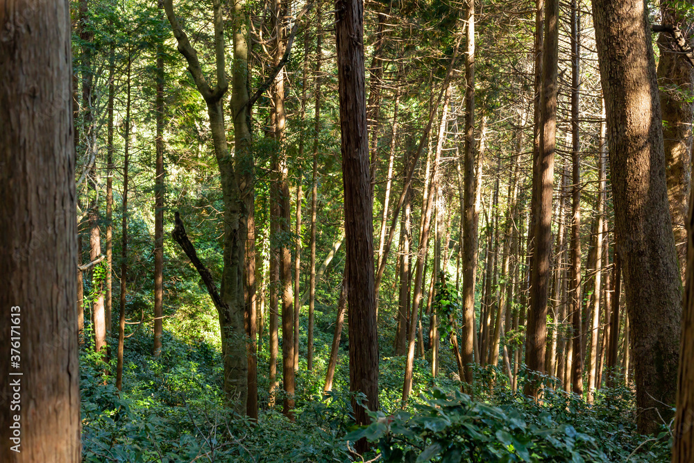 dark view of crowded trees in the forest of mount takao, tokyo japan ...