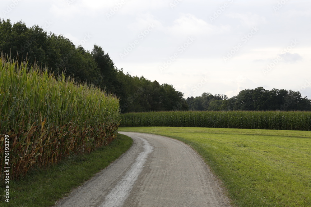 Straße Landstrasse Feldweg zwischen Maisfeld und Wald Stock Photo ...