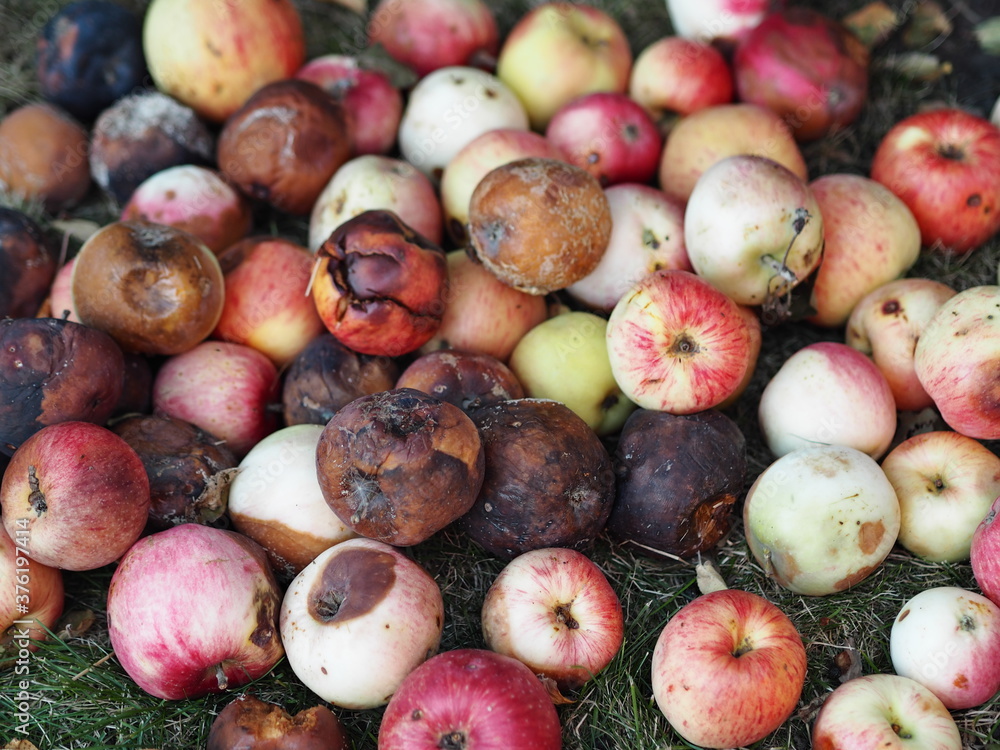 Food waste, a bunch of rotting apples. Apples falling from the tree ...