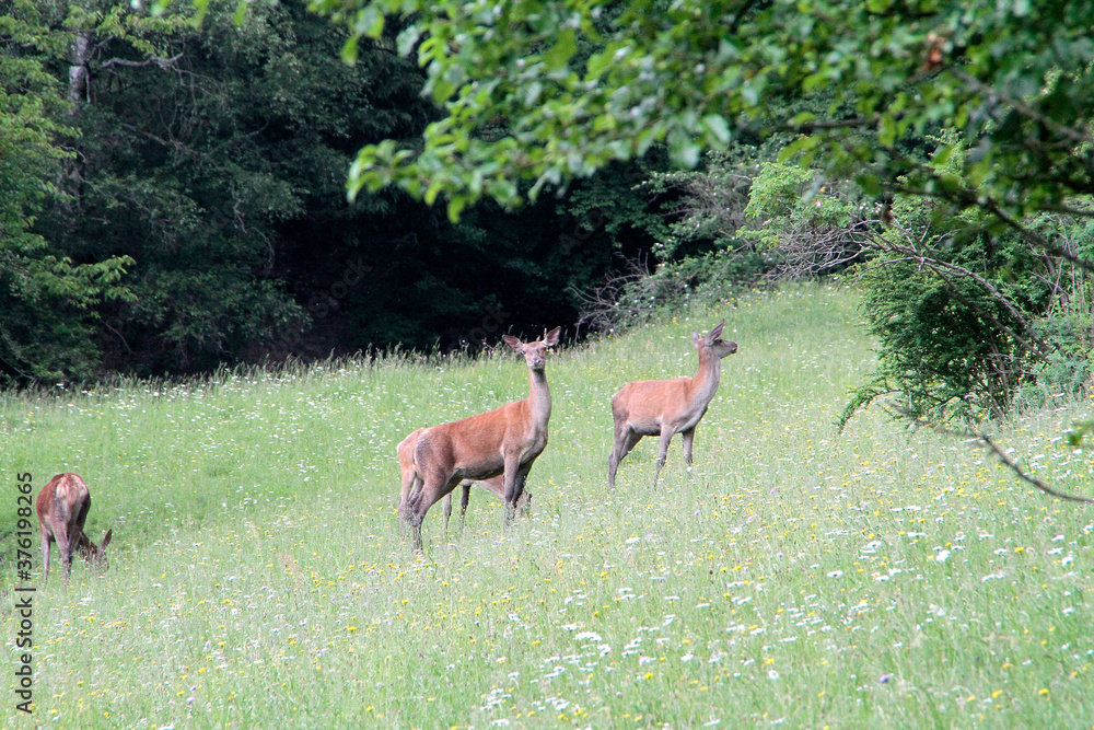 Hirschkuehe, Weibliche Hirsche, Hirsche, Cervidae. Die Tiere aesen am ...