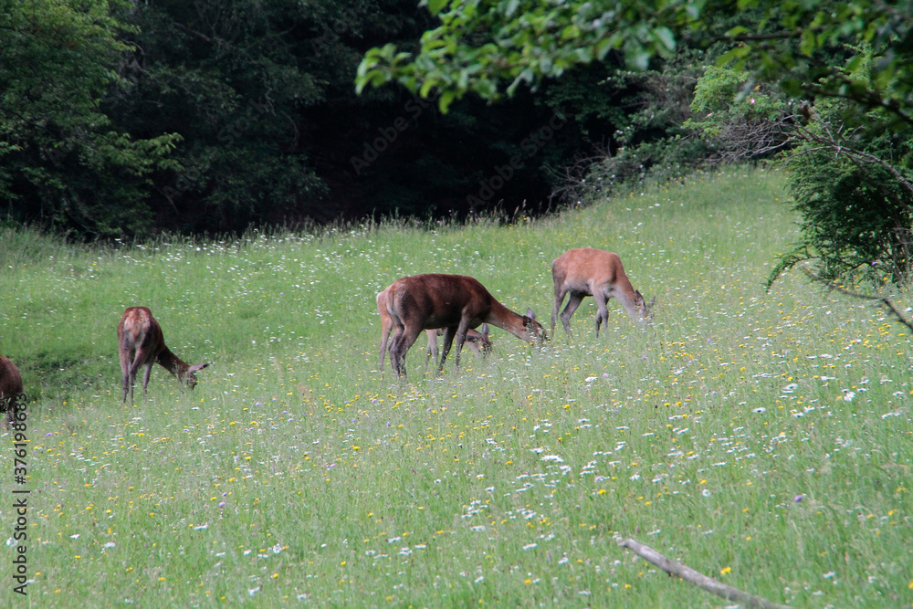 Hirschkuehe, Weibliche Hirsche, Hirsche, Cervidae. Die Tiere aesen am ...