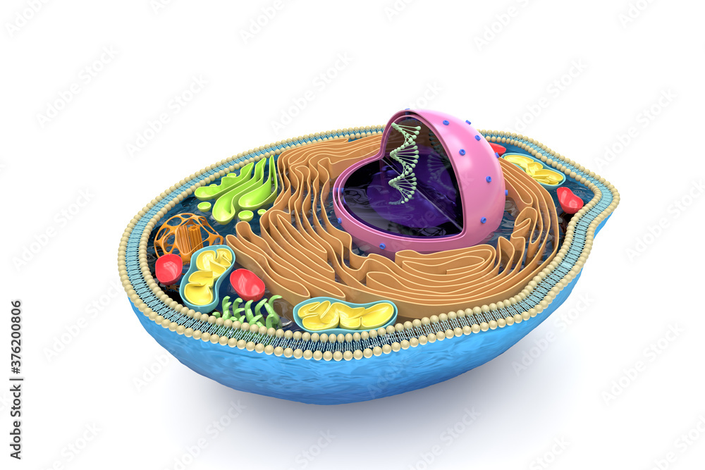 3D rendering of the human cell cross section, detailed colorful anatomy ...