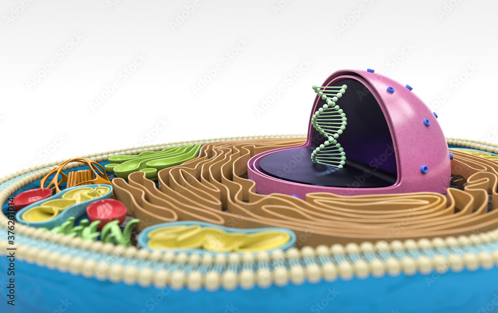 3D rendering of the human cell cross section, detailed colorful anatomy ...