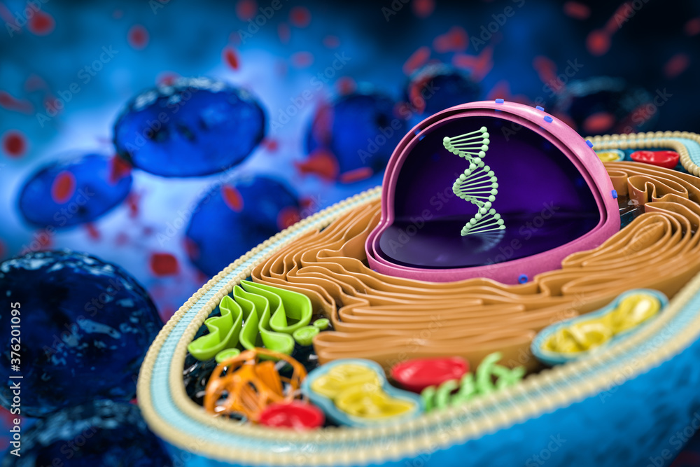 3D rendering of the human cell cross section, detailed colorful anatomy ...