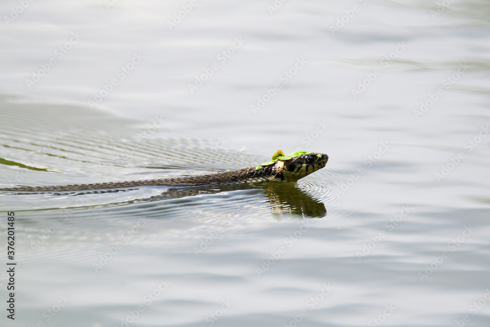 Ringelnatter (Natrix natrix) Stock Photo | Adobe Stock