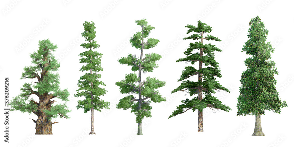 Collection Beautiful 3D coniferous Trees Isolated on white background ...
