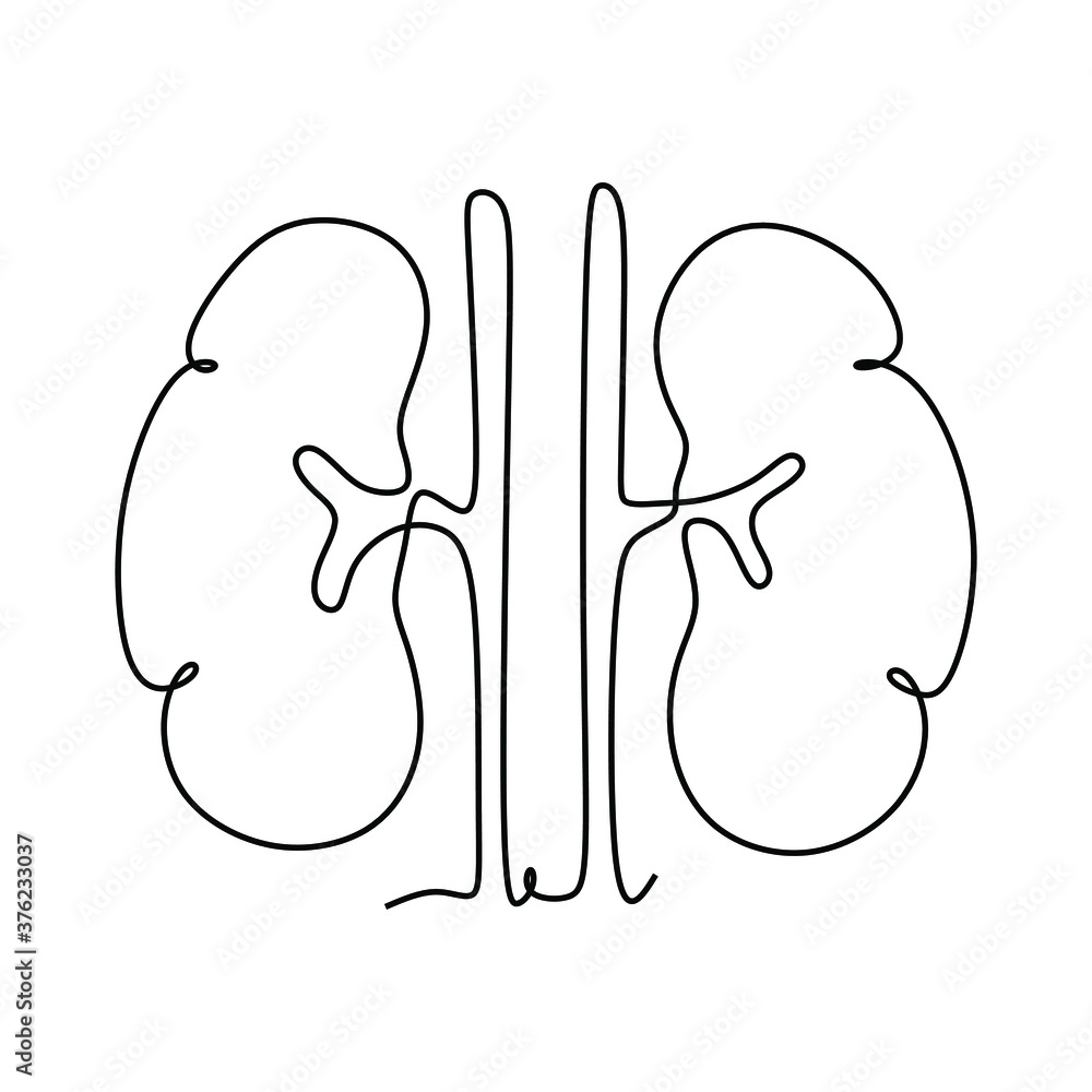continuous one line drawing of Human kidneys illustration. Vector hand ...