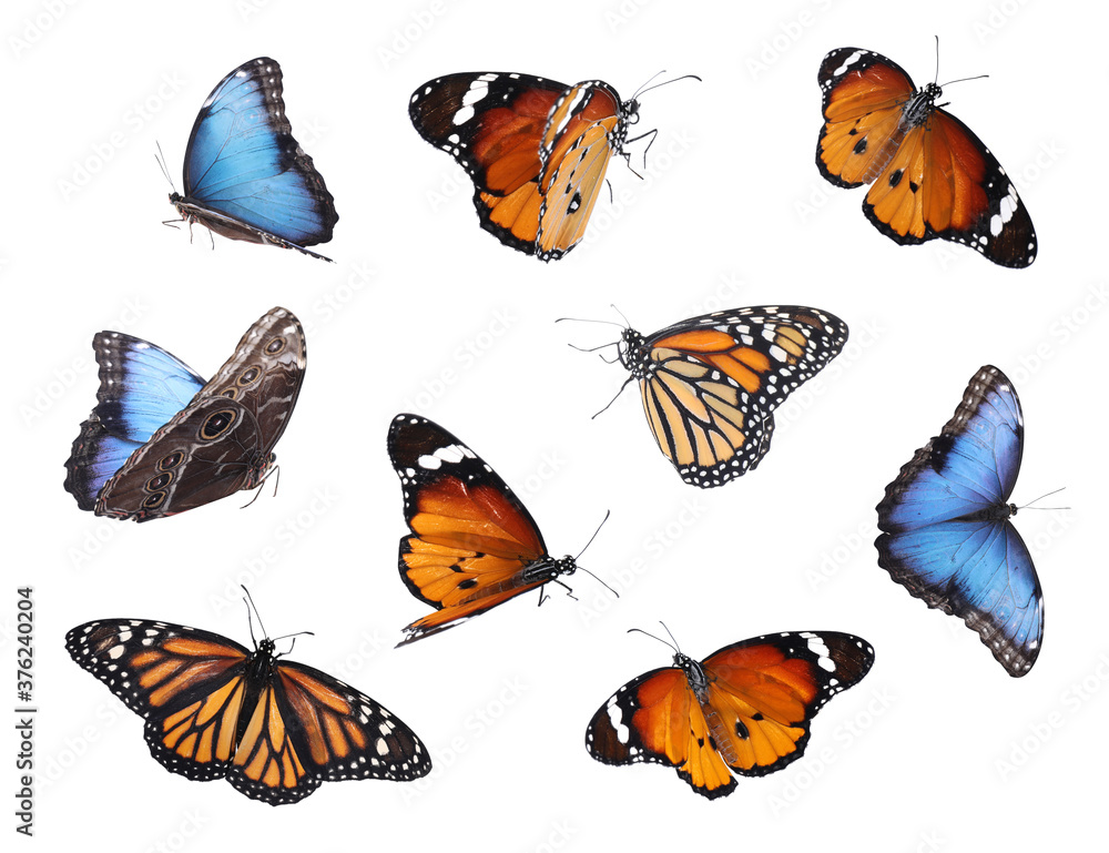 Monarch Butterfly Tiger