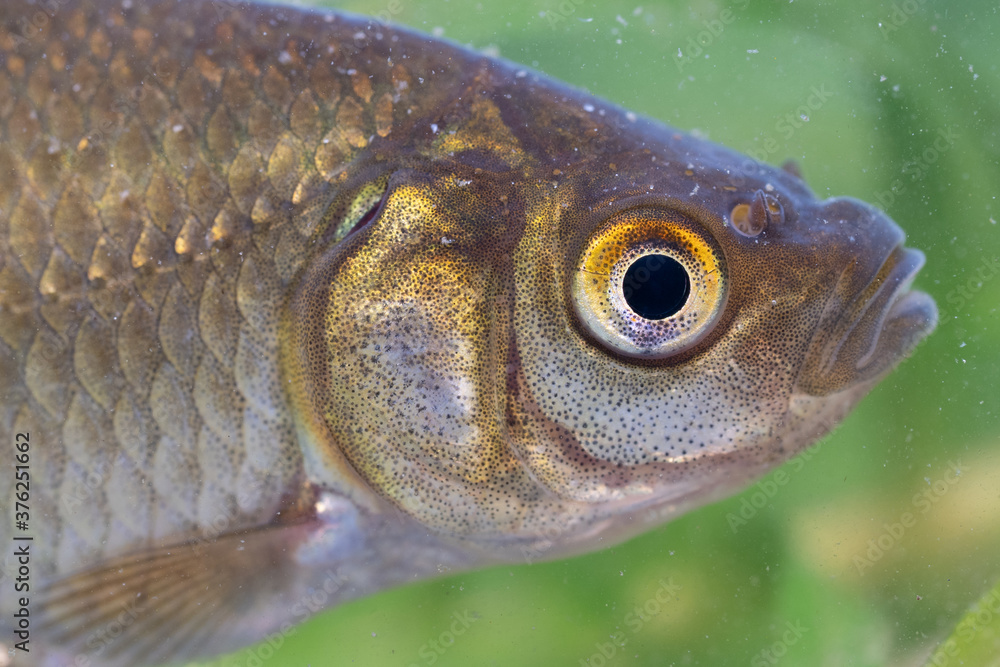 Tête de poisson Stock Photo | Adobe Stock