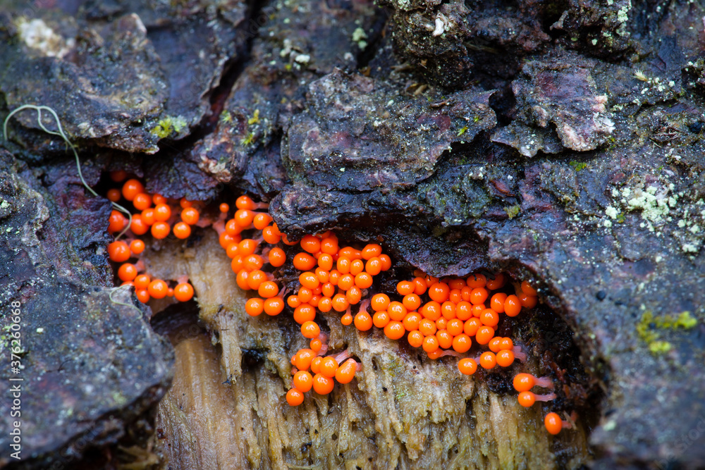 Group of tiny orange slime mold organisms. Trichia decipiens species on ...
