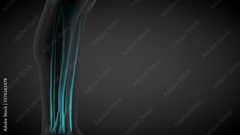 2 different 3D seamless looping animations in 1, male body side view ...