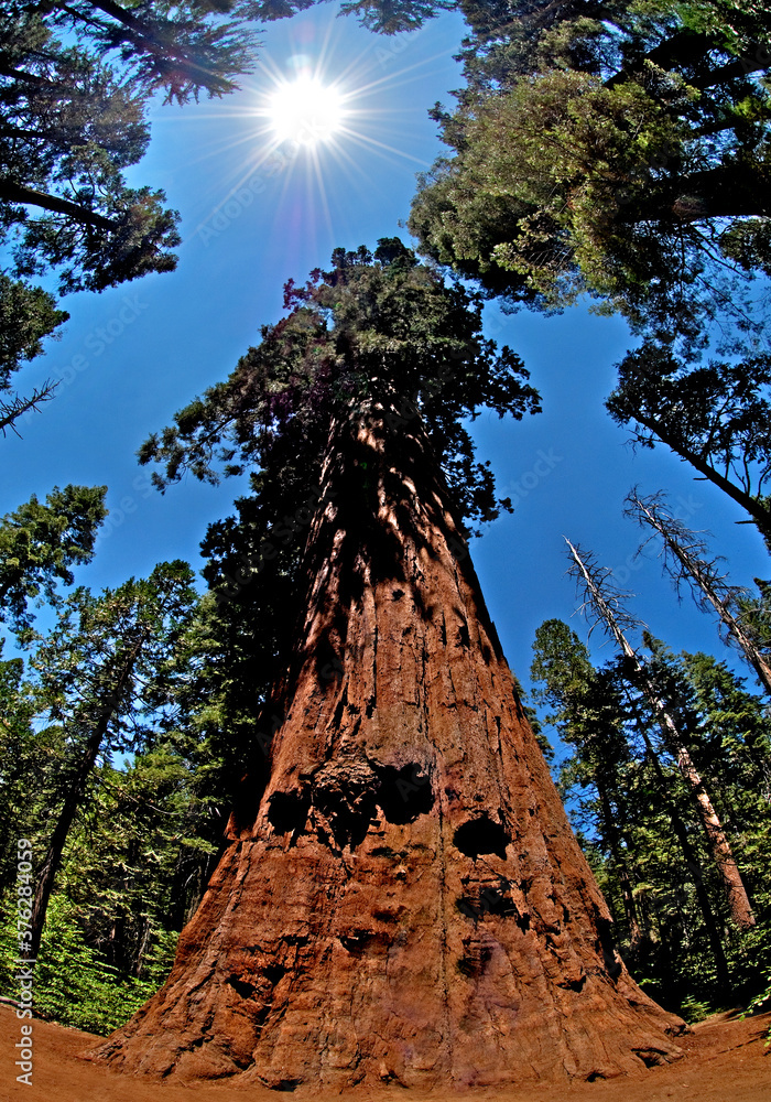 Sequoiadendron giganteum (giant sequoia, Sierra redwood, or ...