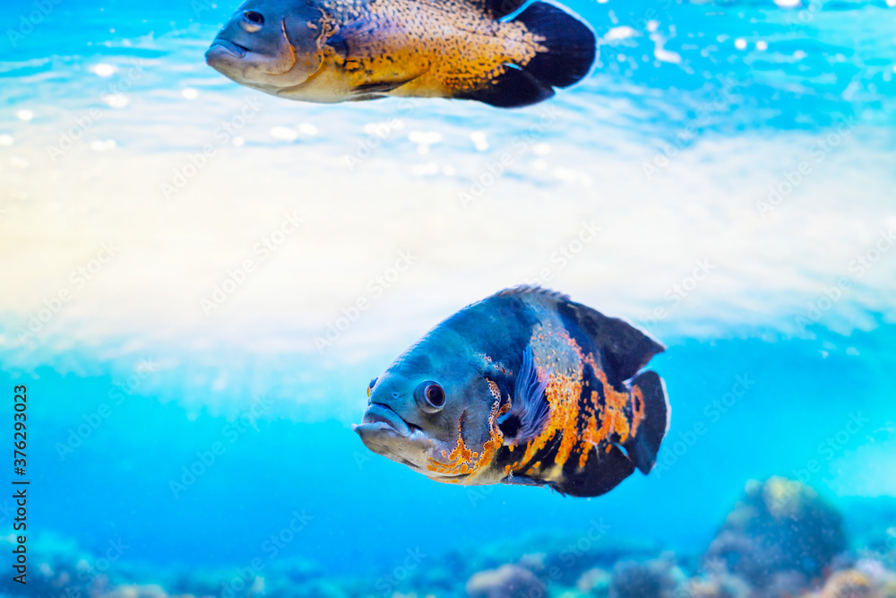 Astronotus ocellatus is a popular aquarium fish in the cichlid family ...