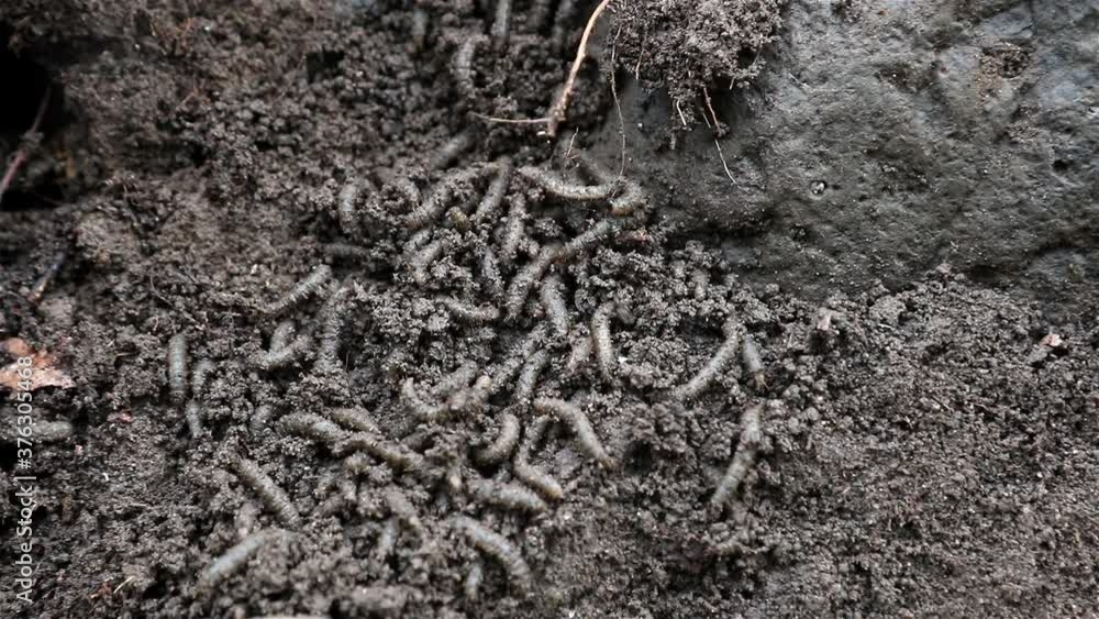 Colonies of larvae underground. A many worms - grubs are writhe between ...