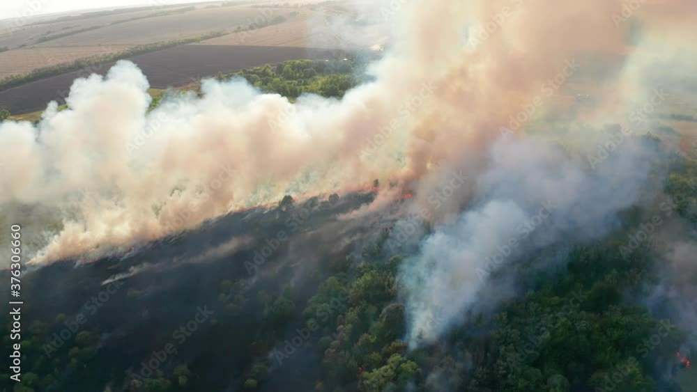 Forest fire, trees burning in dry season. Nature in smoke, wildfire ...