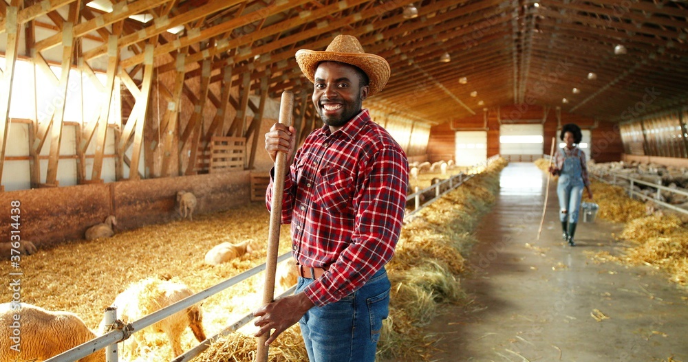 African American young man in hat cleaning hay in barn with cattle. Indoor. Male farmer cleaner ...