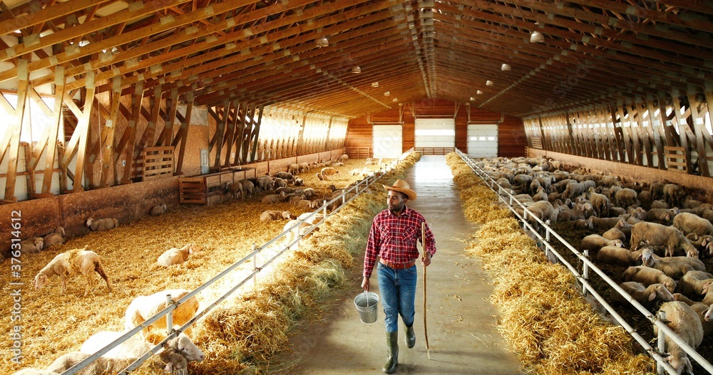 Young African American man farmer walking in stable with flock of sheep ...