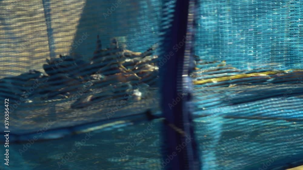 Fish Dried in the Sun in Special Nets. Mass drying of dried fish at a ...
