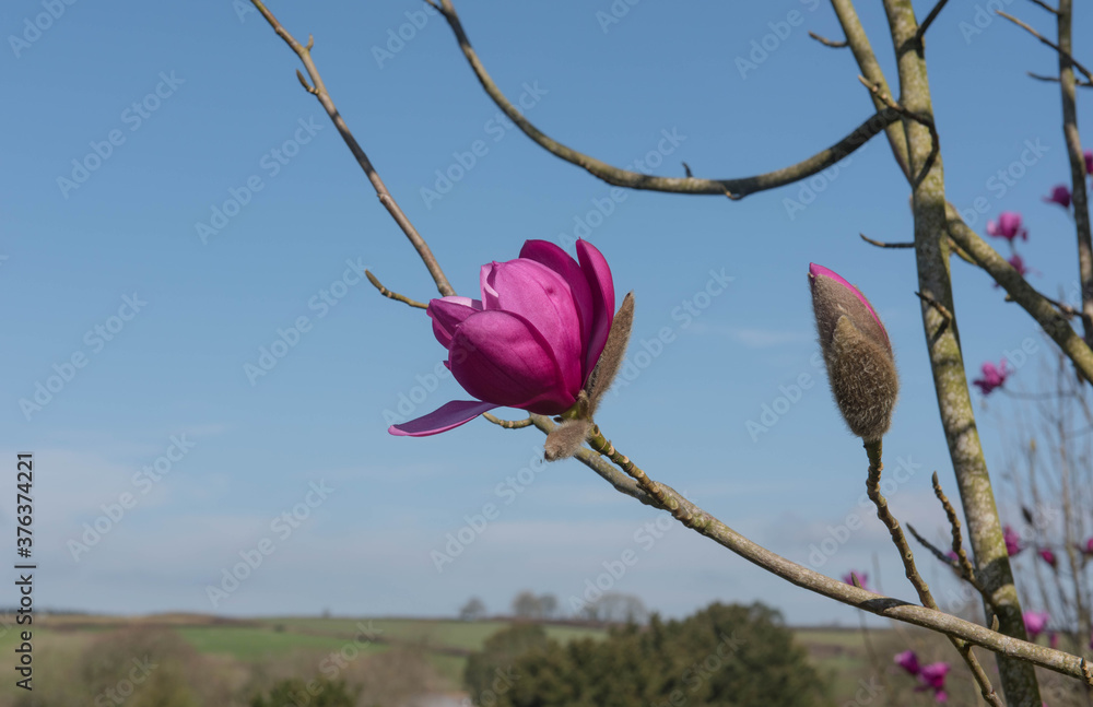 Bright Pink Spring Flowers on a Deciduous Magnolia Tree (Magnolia ...