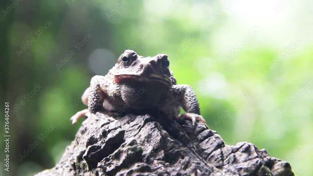 Gamboja Toad, Chilean toad, Stream Toad (Ingerophrynus, possibly ...