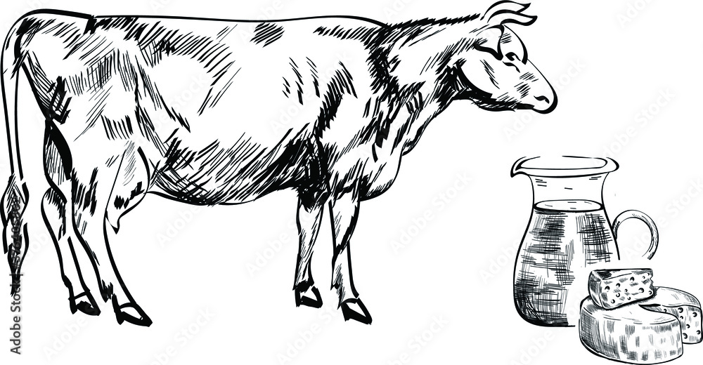 Cow, mil, cheese. Food, tasty , animal, sketch vector hand drawn ...