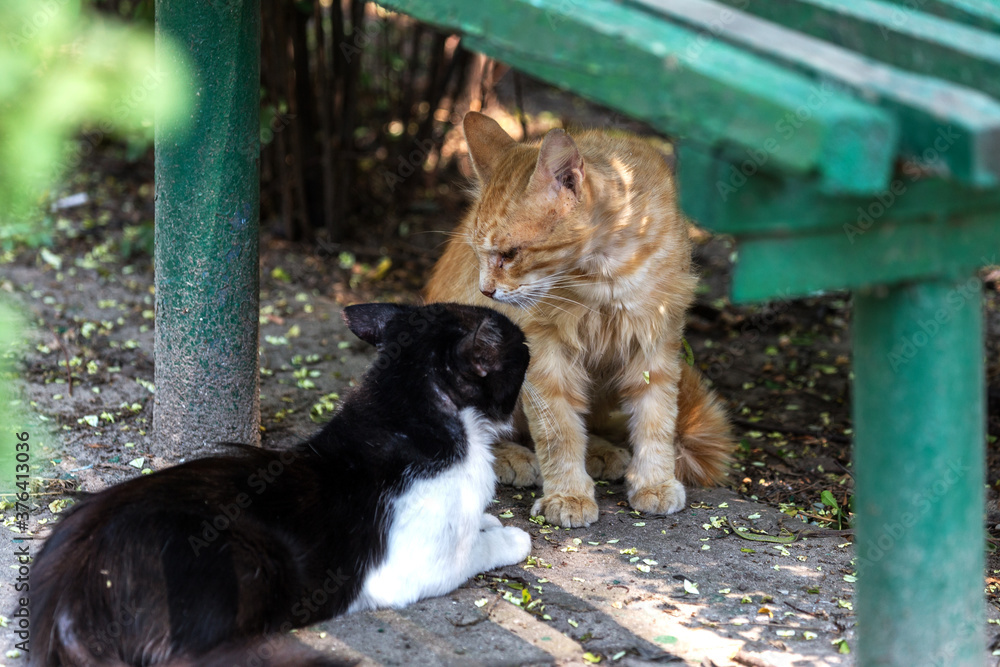 Foto de Group homeless cats under the wooden bench aggressively behave ...