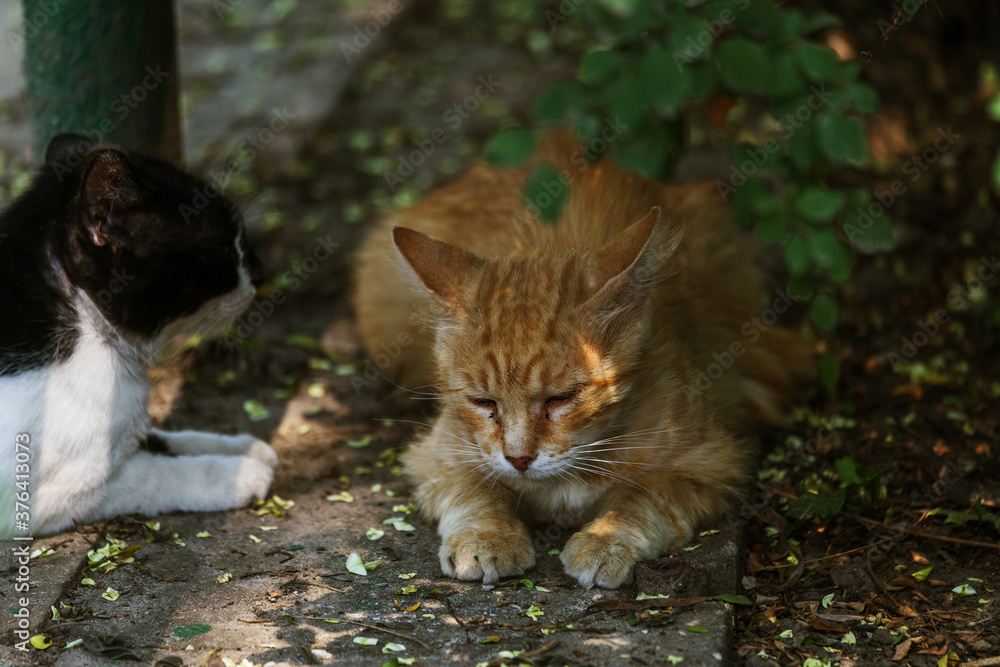 Foto de Group homeless cats under the wooden bench aggressively behave ...