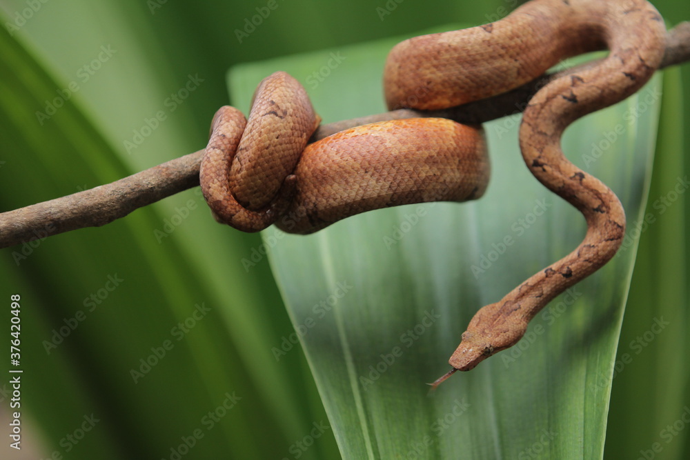 Candoia carinata snake, known commonly as the Pacific ground boa or the ...