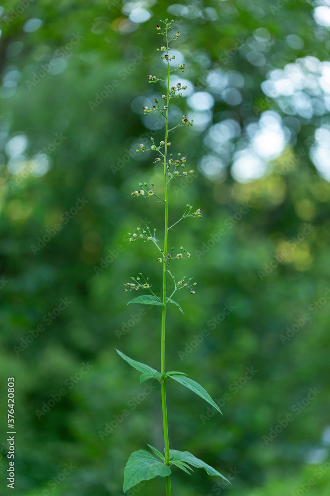 Scrophularia nodosa (also called figwort, woodland figwort, and common ...