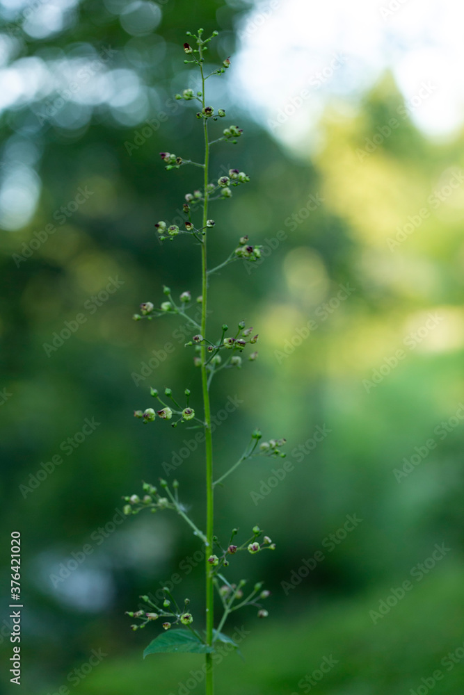 Scrophularia nodosa (also called figwort, woodland figwort, and common ...