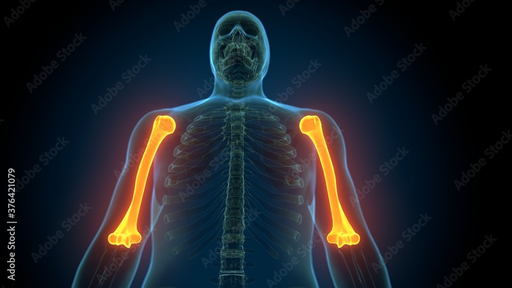 3d render of human body skeleton Humerus Bone anatomy Stock ...