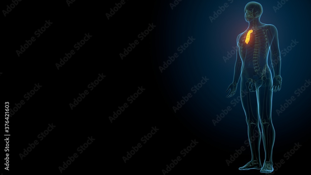 Human skeleton anatomy Scapula Bone 3D Rendering For Medical Concept ...