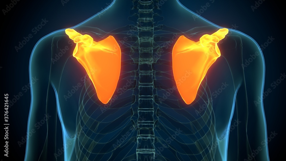 Human skeleton anatomy Scapula Bone 3D Rendering For Medical Concept ...