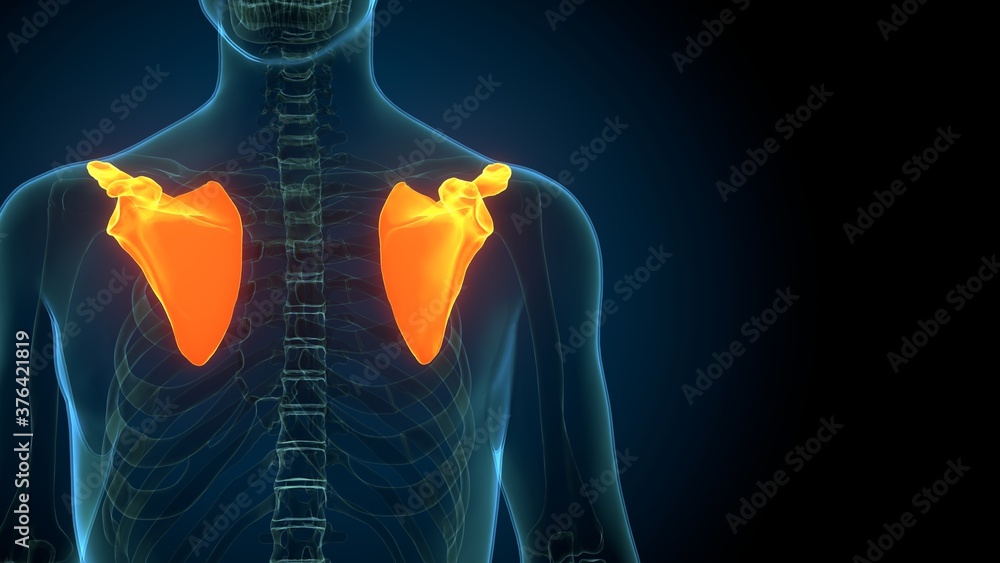 Human skeleton anatomy Scapula Bone 3D Rendering For Medical Concept ...