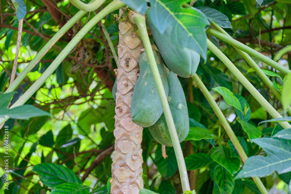 Jackfruit grows in a natural environment on the island of Panay in the ...