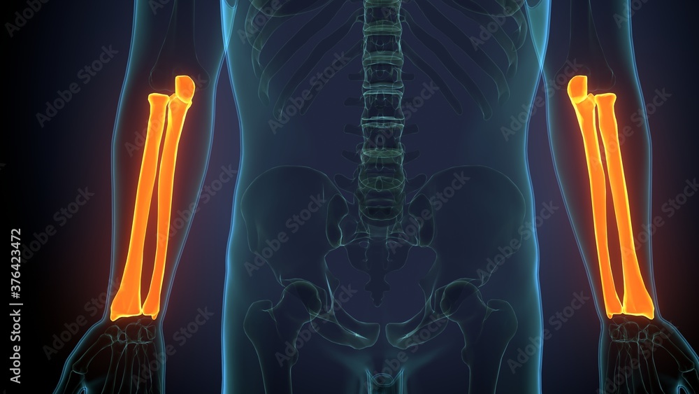 Human skeleton anatomy Ulna Bone 3D Rendering For Medical Concept Stock ...