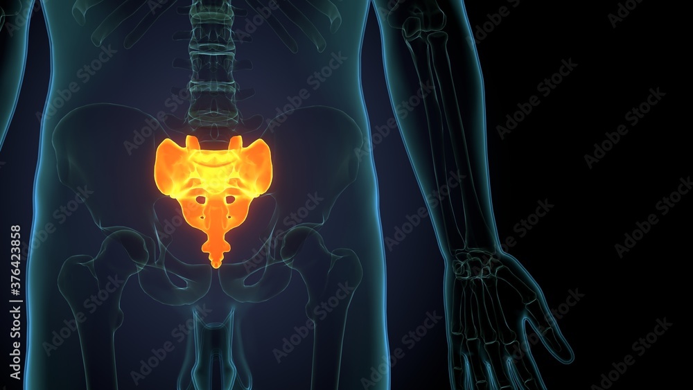 Human Skeleton Skull Occidental Bone Anatomy For Medical Concept 3D ...