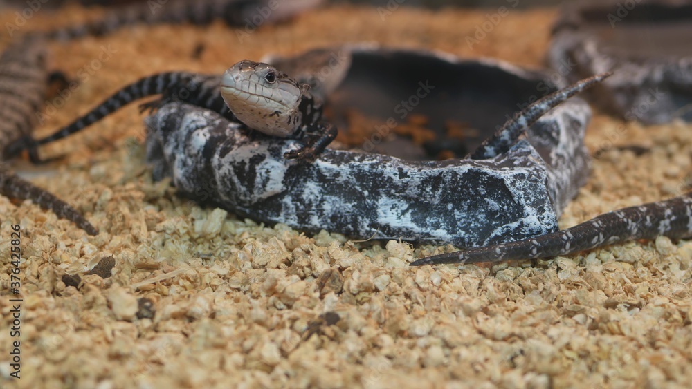 Baby lizards chilling in terrarium. Small lizard lying and resting ...