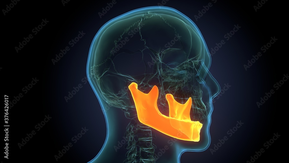 Human Skeleton Skull Mandible Bone Anatomy For Medical Concept 3D ...
