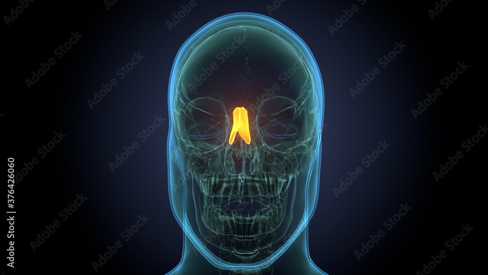 3d render of skeleton nasal polyps bone anatomy Stock Illustration ...