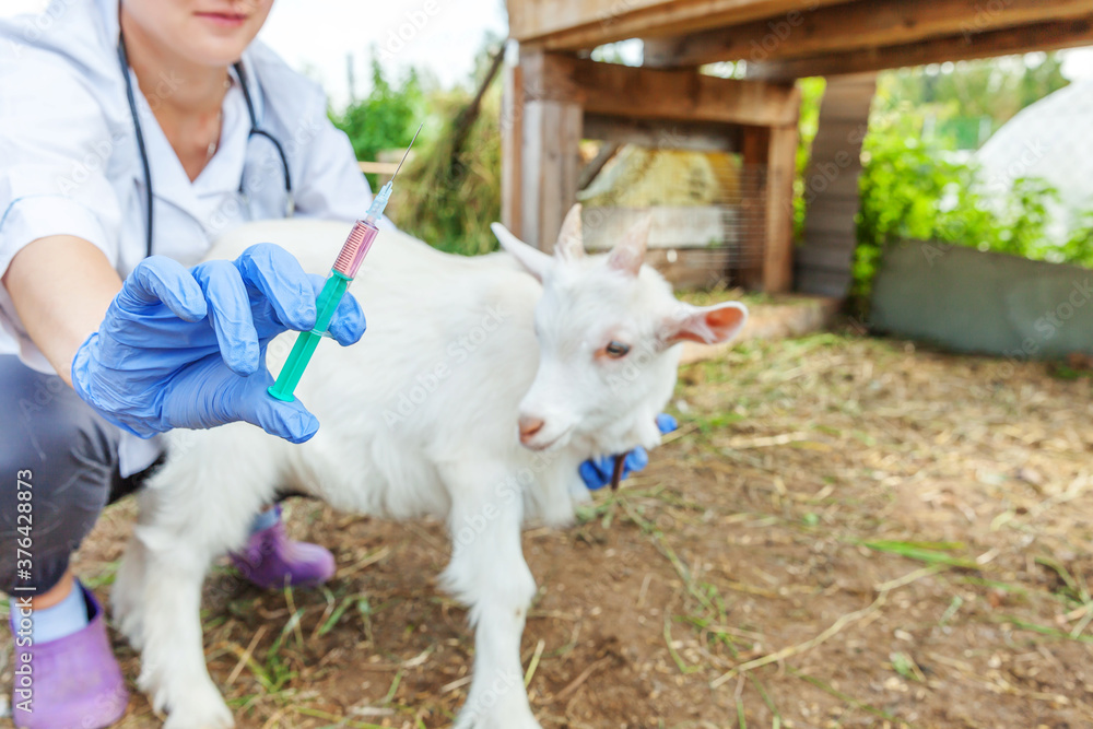 Young veterinarian woman with syringe holding and injecting goat kid on ...