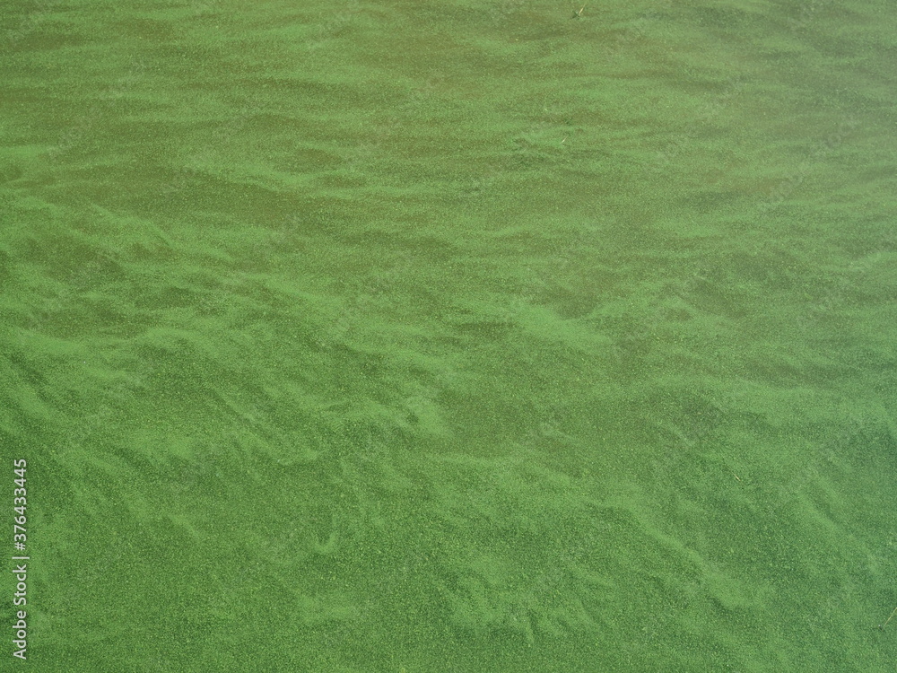 Green algae on the surface of the water. blooming water as a ...