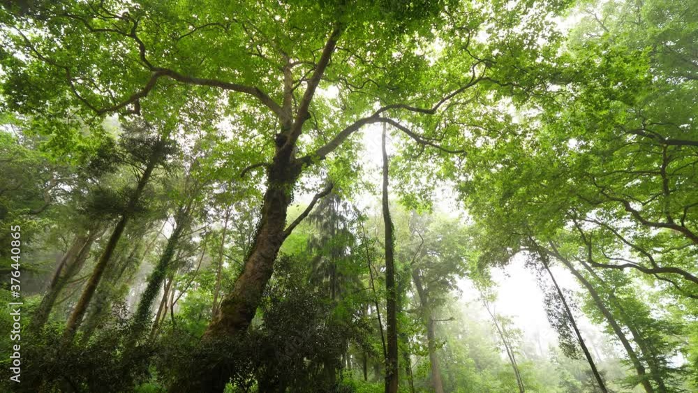 Vidéo Stock Large green trees around small pond, camera tilt up and ...