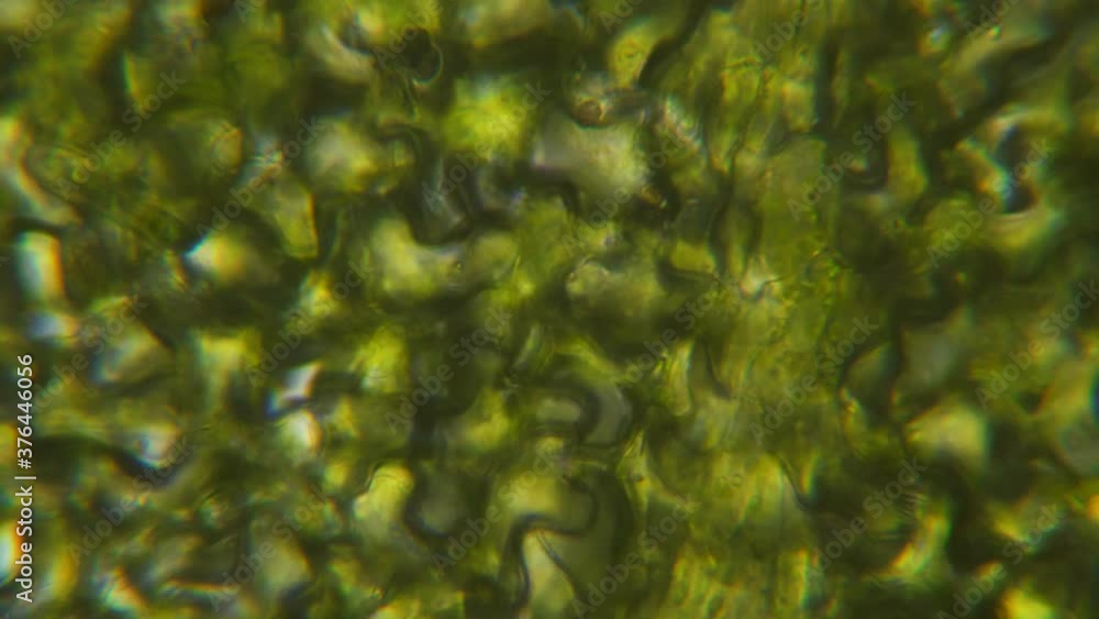 Chloroplast under a microscope. Cell division. Cell structure. Cell ...